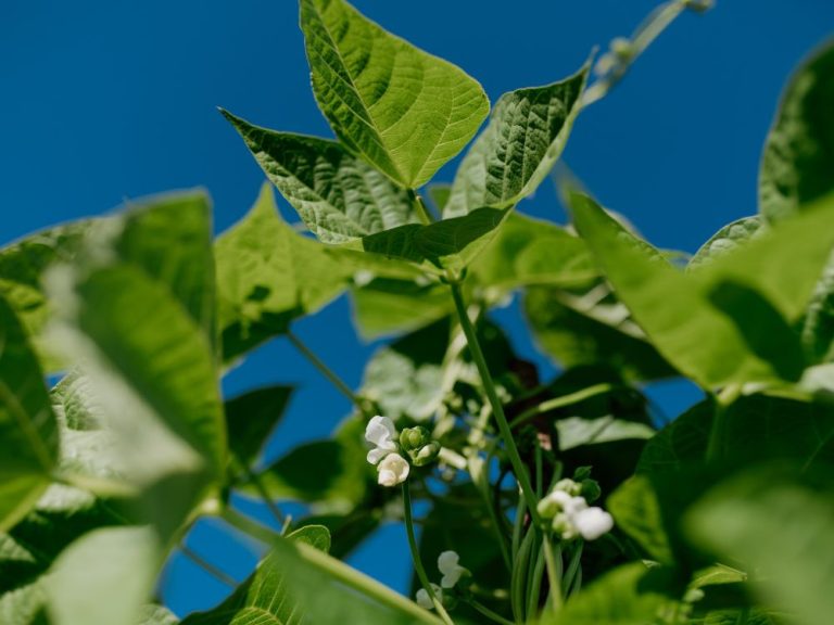 Limiting Nitrogen Pollution on Your Farm - Organic BC